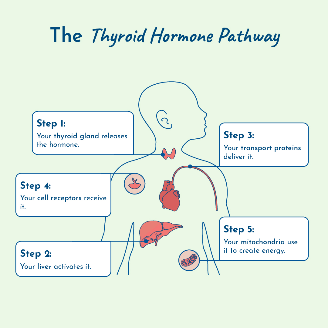 OptimizeThyroidHealth_SupportingGraphic_TheThyroidHormonePathway02