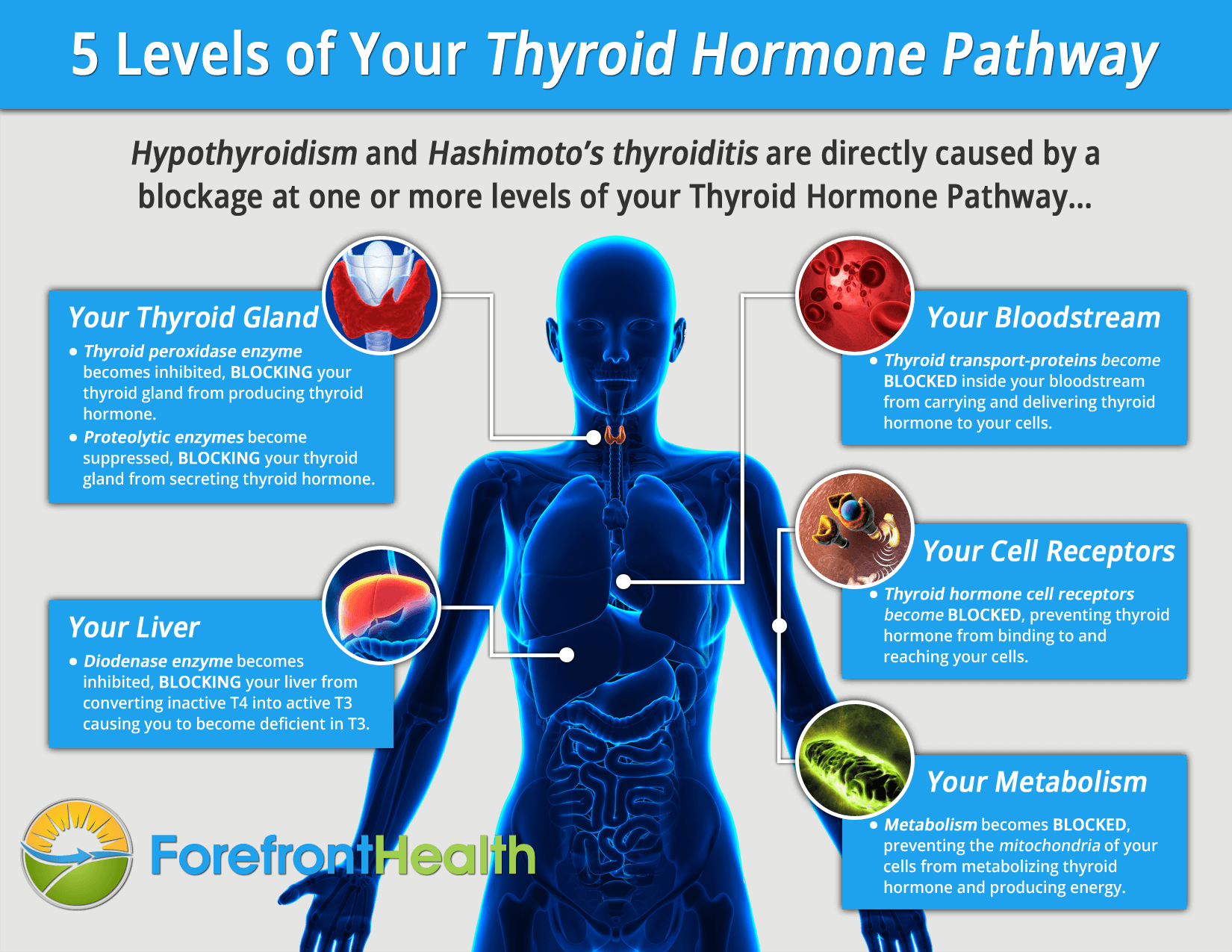 Foods For Hypothyroidism 5 Foods That Can Secretly Save Your Thyroid Foods For Hypothyroidism 5 Foods That Can Secretly Save Your Thyroid