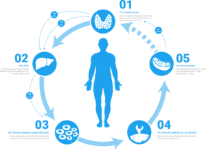 The Thyroid Hormone Pathway