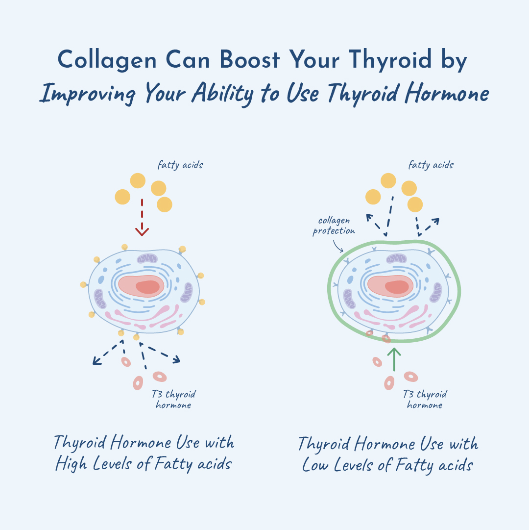 CollagenAndThyroid_SupportingGraphic_CollagenImprovingUseOfThyroidHormone