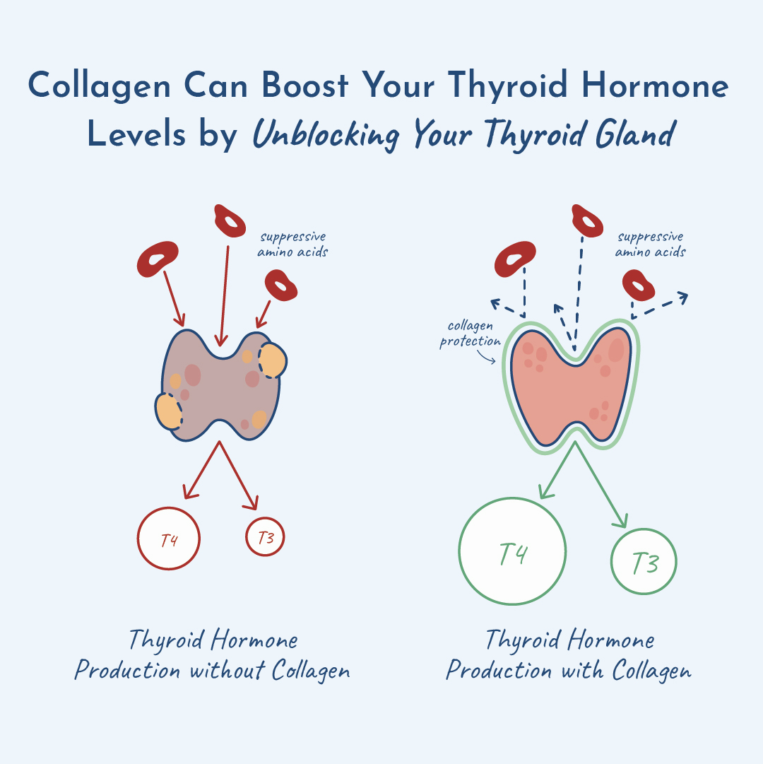 CollagenAndThyroid_SupportingGraphic_CollagenUnblockingYourThyroidGland