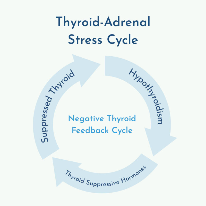 HypothyroidismAndAdrenalFatigue_SupportingGraphic_TyroidAdrenalStressCycle