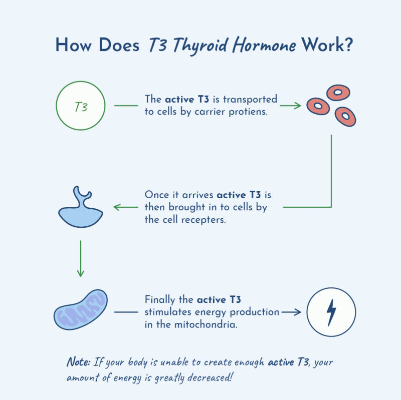 ThyroidHormone_HowDoesT3ThyroidHormoneWorkV2